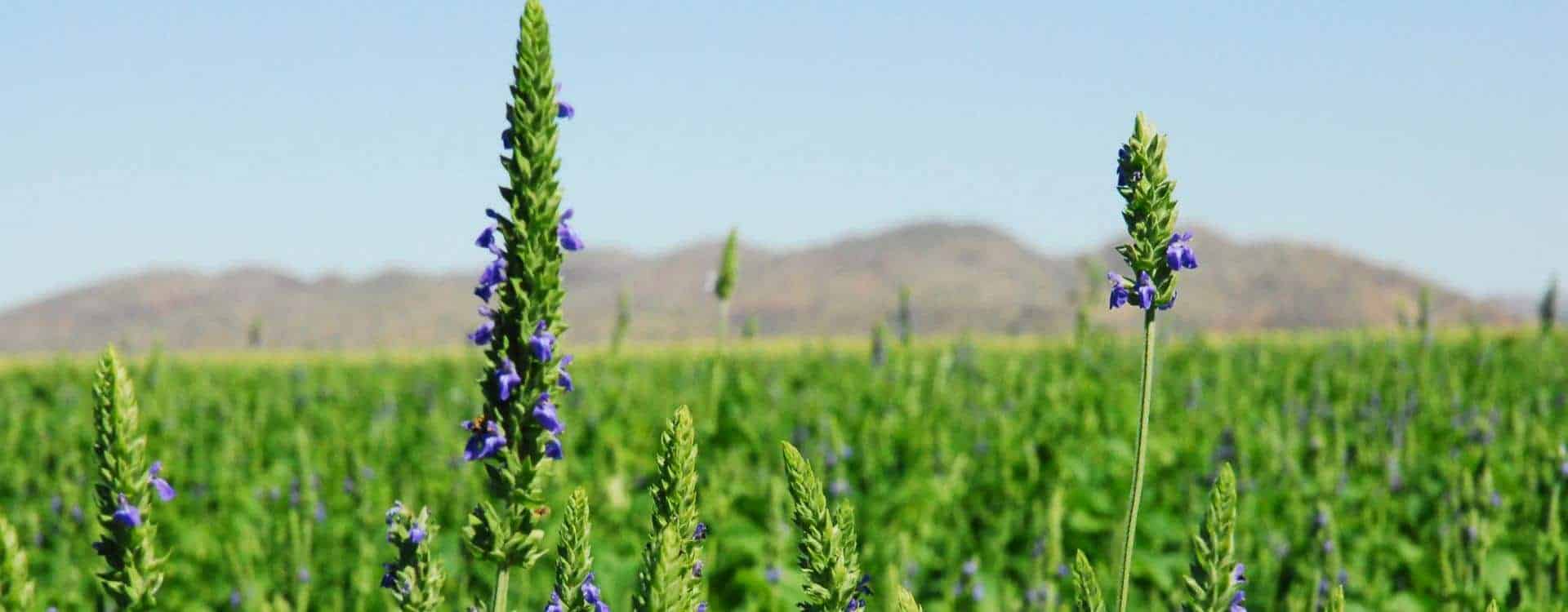 Chia Samen (bot Salvia hispanica) - Wissen — VEGANE VIBES